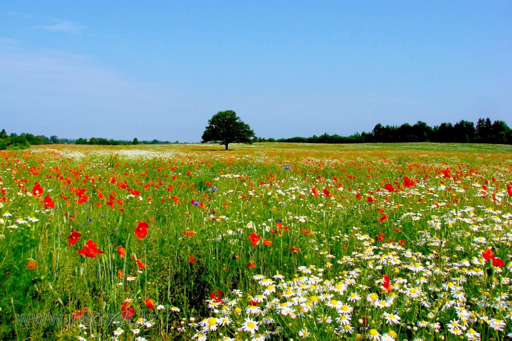 Ainava ar ozolu - Pļava - redzet.eu