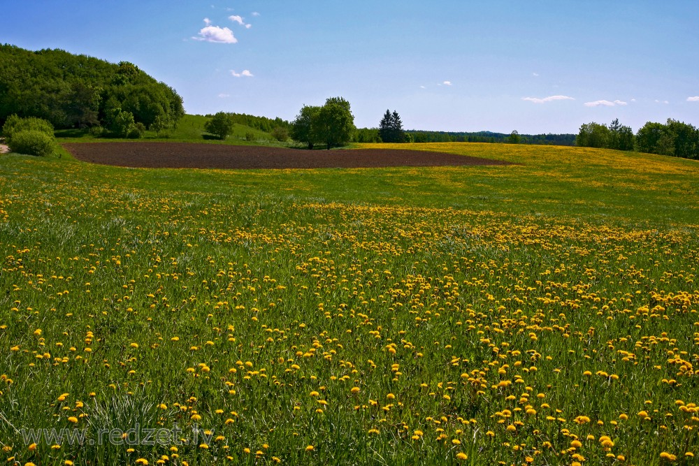 Ziedoša pieneņu pļava - Pļava - redzet.eu