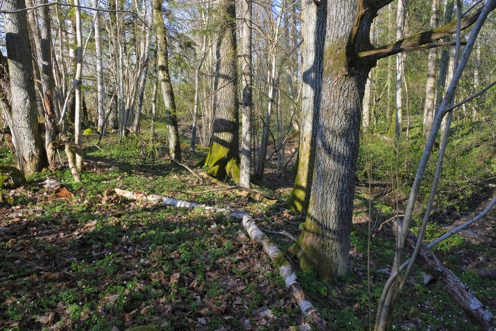 Temperate Deciduous Forest Spring