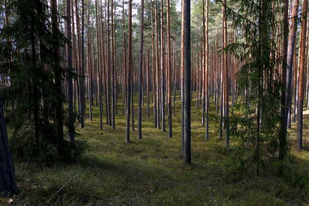 Priežu mežs - Priedes (Pinus) - redzet.eu