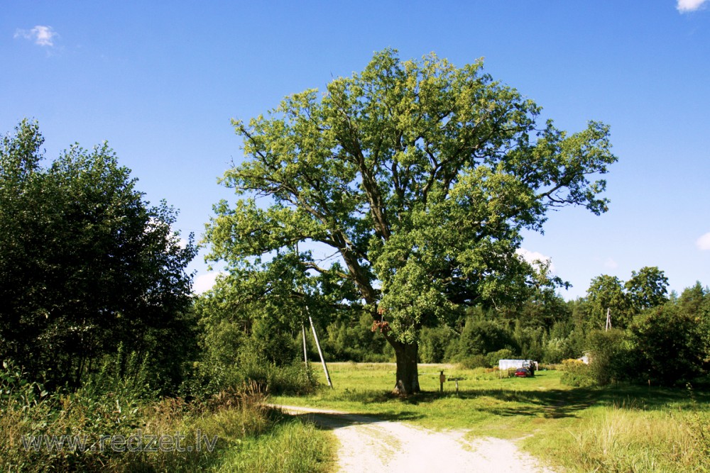 Ozols - Parastais ozols (Quercus robur) - redzet.eu
