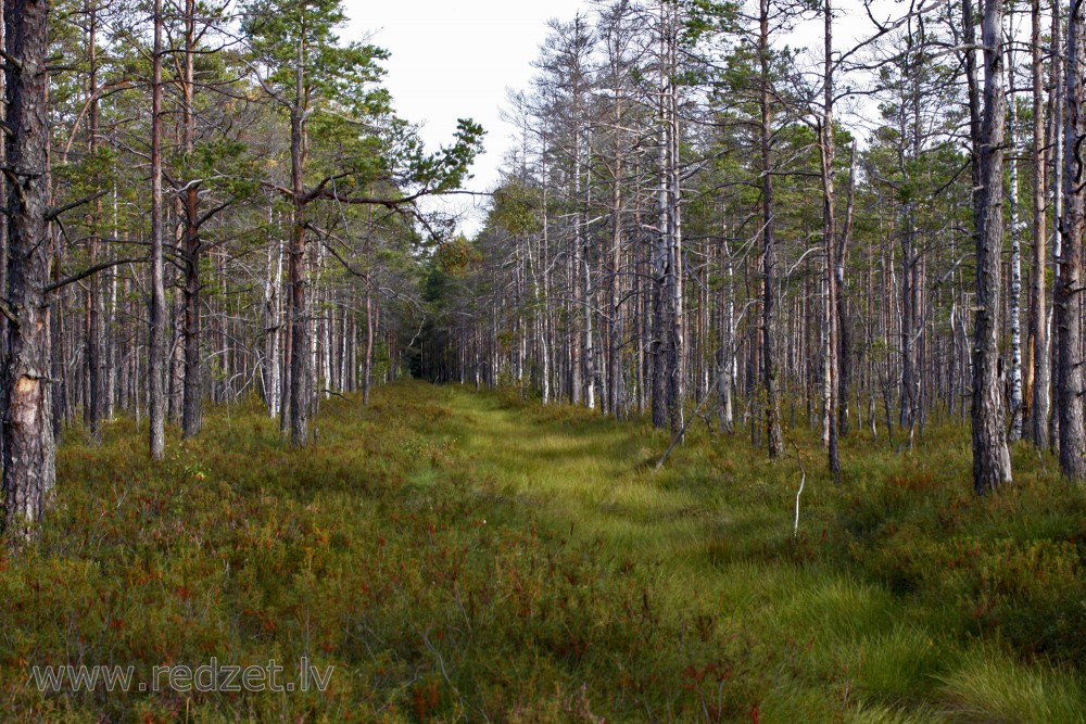 Meža stiga - Stiga - redzet.eu