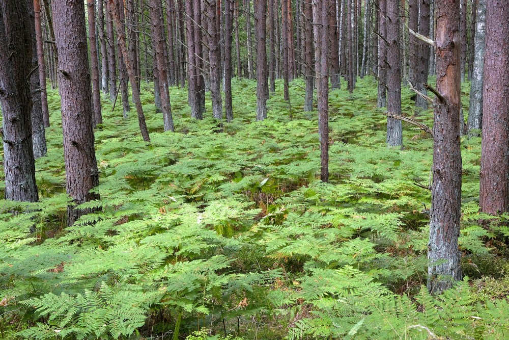 Papardes priežu mežā - Paparde - redzet.eu