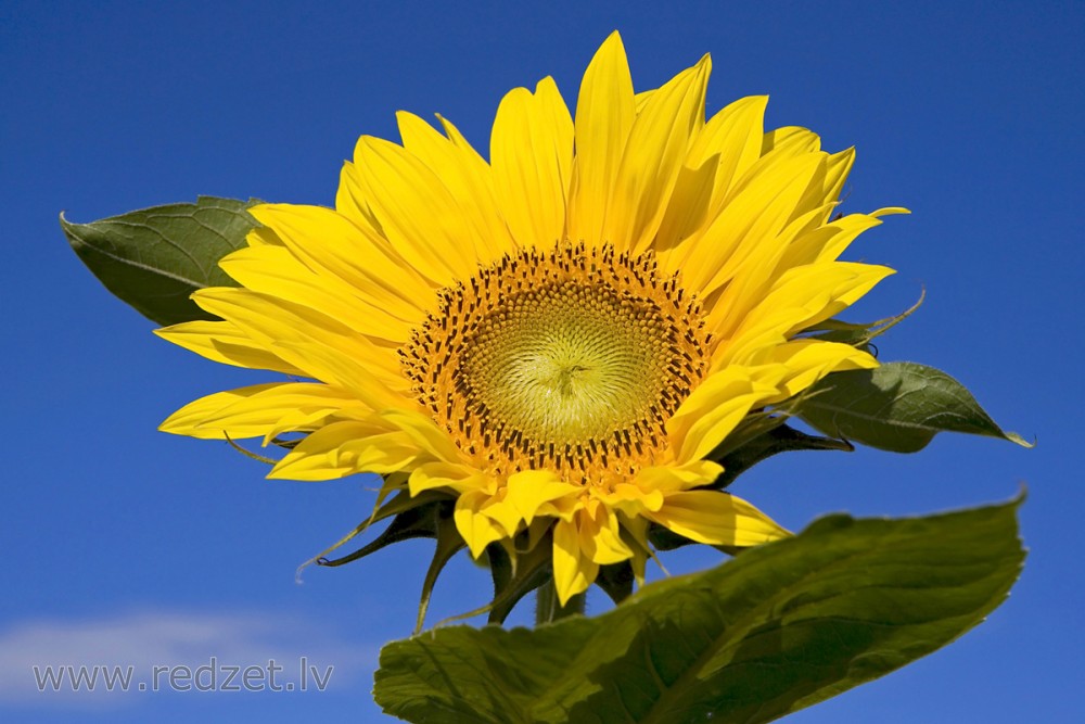 Vasaras saulgrieze jeb saulespuķe - Ziedi - redzet.eu