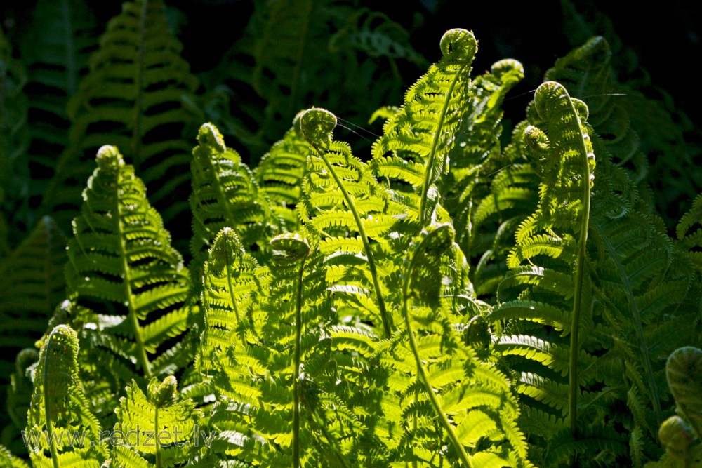 Papardes - Paparžaugi (Pteridophyta) - redzet.eu