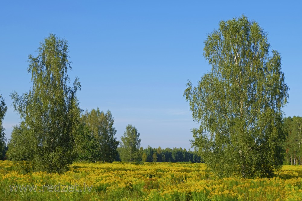 Zeltslotiņu pļava - Kanādas zeltgalvīte (Solidago canadensis) - redzet.eu
