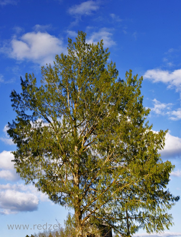 Apse - Parastā apse (Populus tremula) - redzet.eu