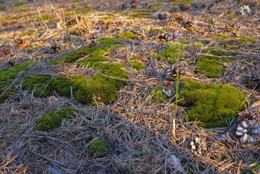 Moss On Pine Trees