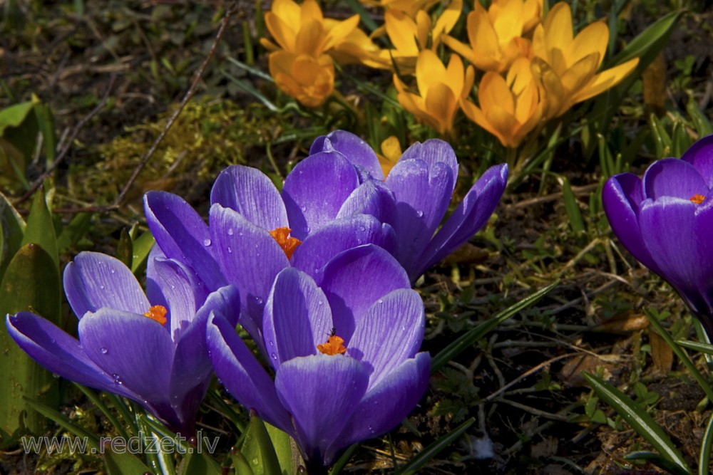 Krokuss - Pavasara puķes - redzet.eu