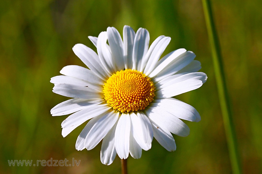 Margrietiņas zieds - Ziedi - redzet.eu