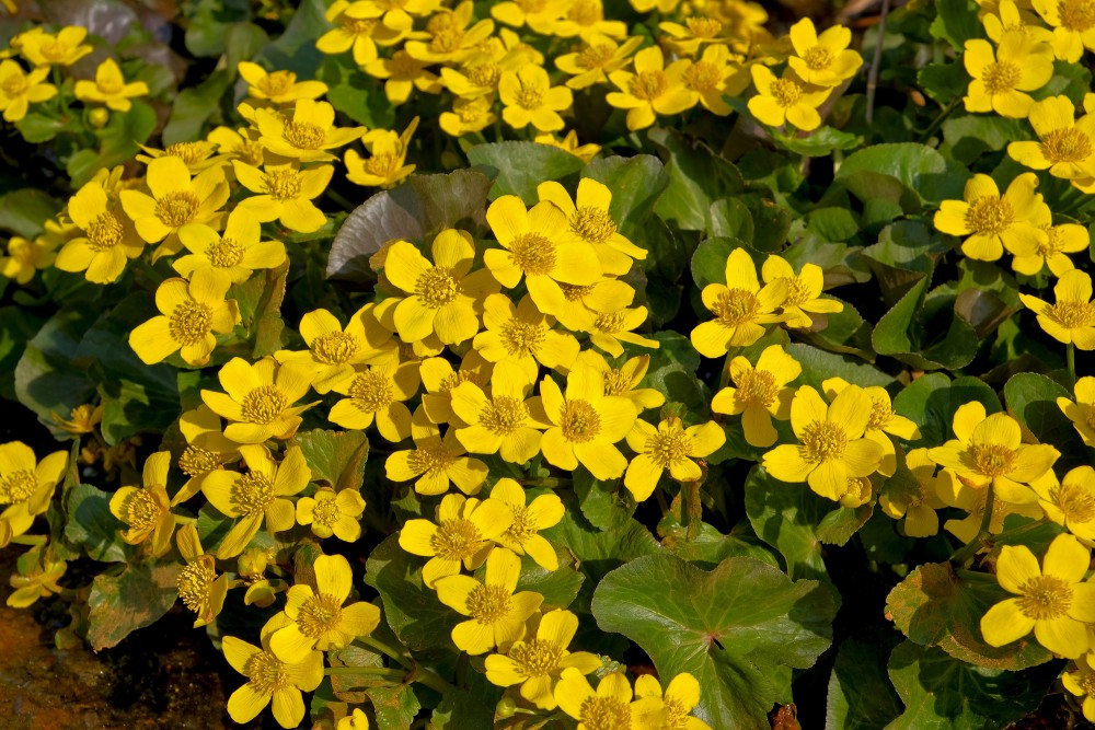 Purva purene - Purva purene (caltha palustris) - redzet.eu