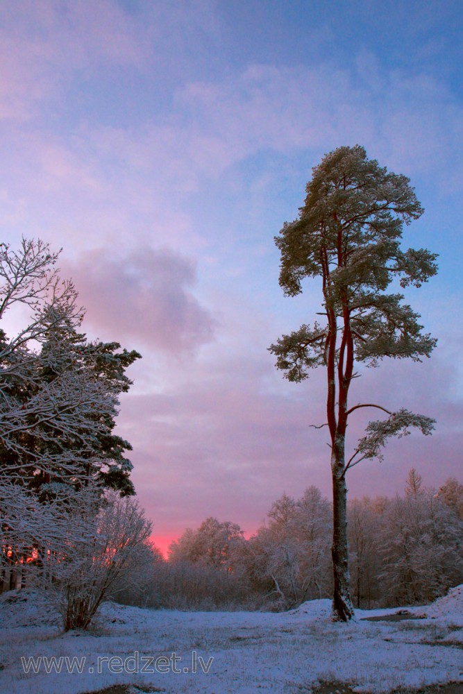 Priedes pumpuri - Parastā priede (Pinus sylvestris) - redzet.eu