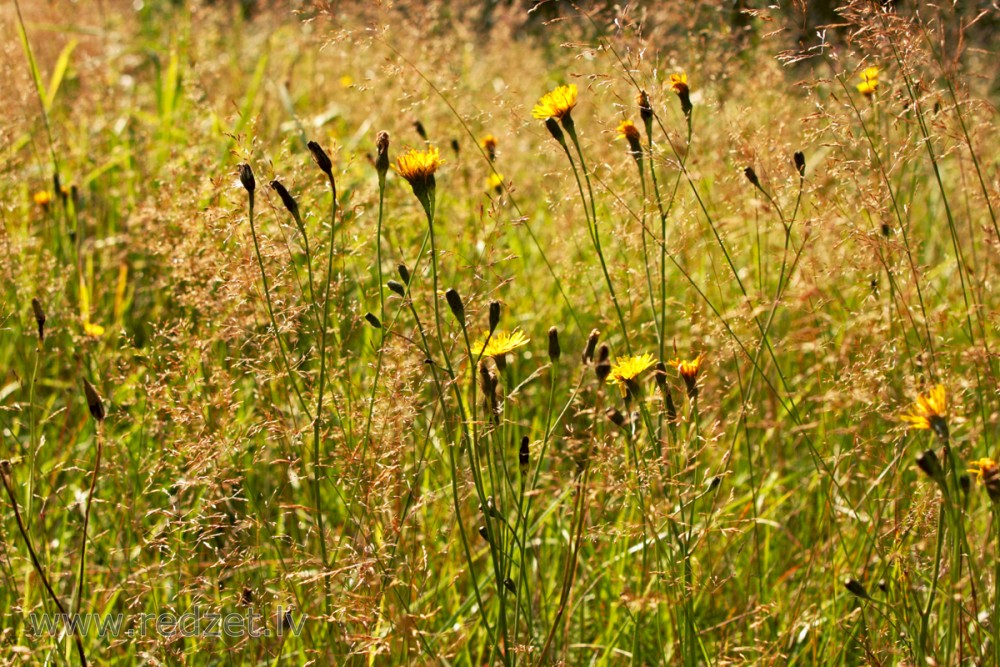 Pļavas puķes - Pļava - redzet.eu