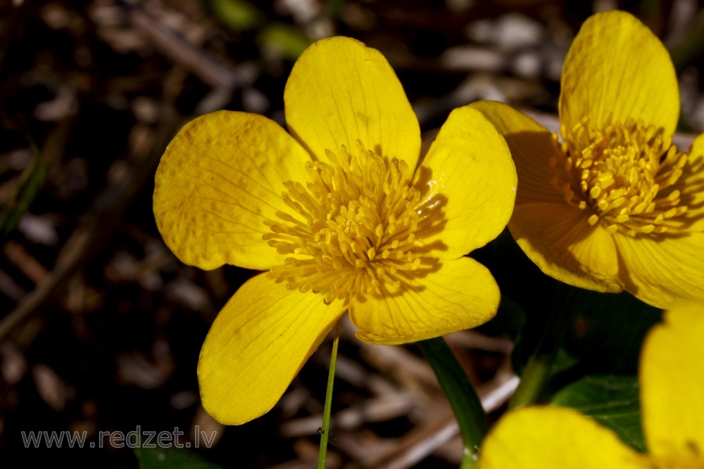 Purva purene - Purva purene (caltha palustris) - redzet.eu