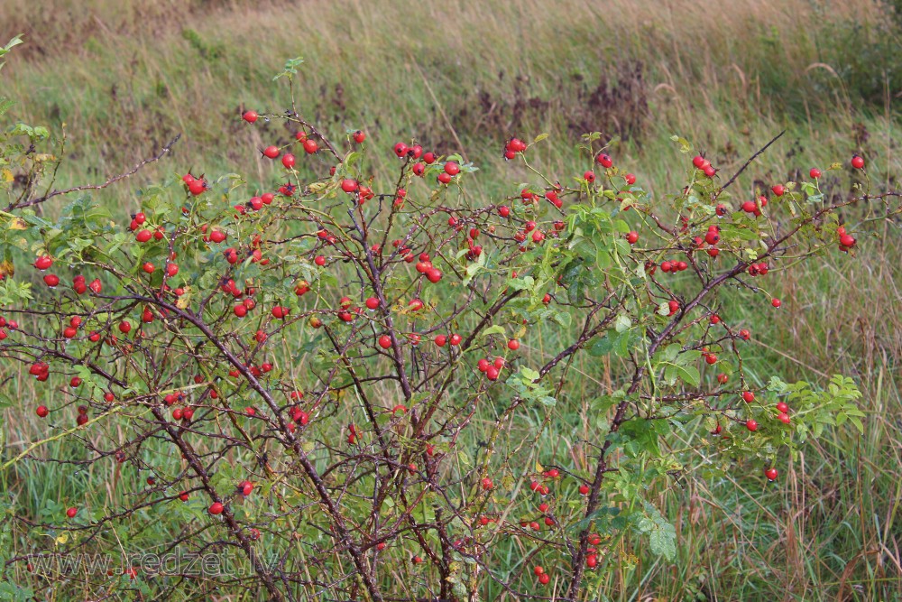 Mežrozes augļi - Rožu dzimta - redzet.eu