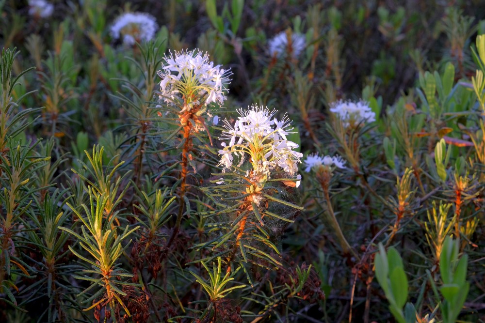Purva vaivariņš - Purva vaivariņš (Ledum palustre) - redzet.eu