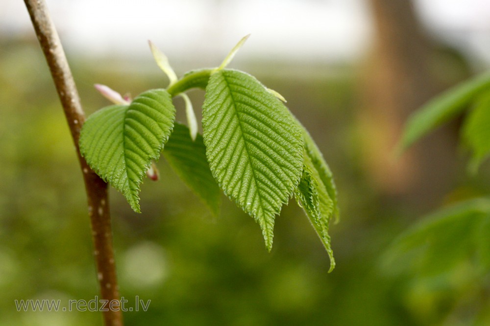 Lazdas lapas - Parastā lazda (Corylus avellana) - redzet.eu