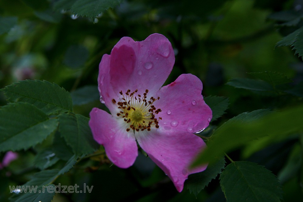 Mežrozes zieds - Rožu dzimta - redzet.eu