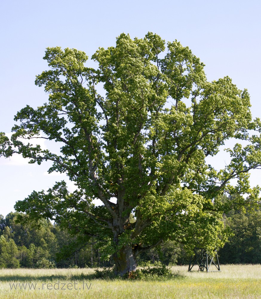 Ozols - Ozoli - redzet.eu