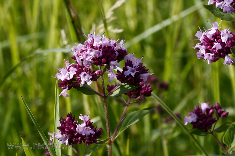 Raudene - Parastā raudene (Origanum vulgare) - redzet.eu