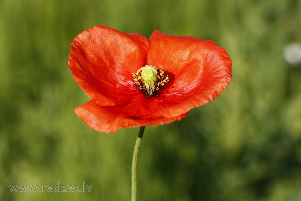 Magones zieds - Magone (magoņu dzimta) - redzet.eu