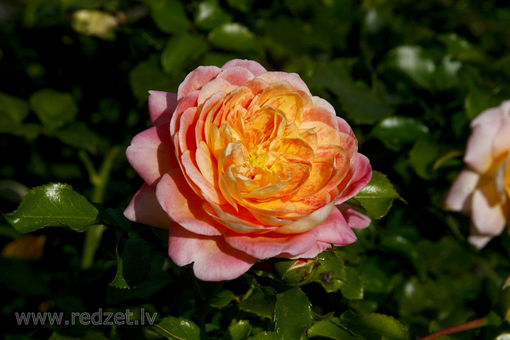 Rozes zieds - Rozes (Rosa) - redzet.eu