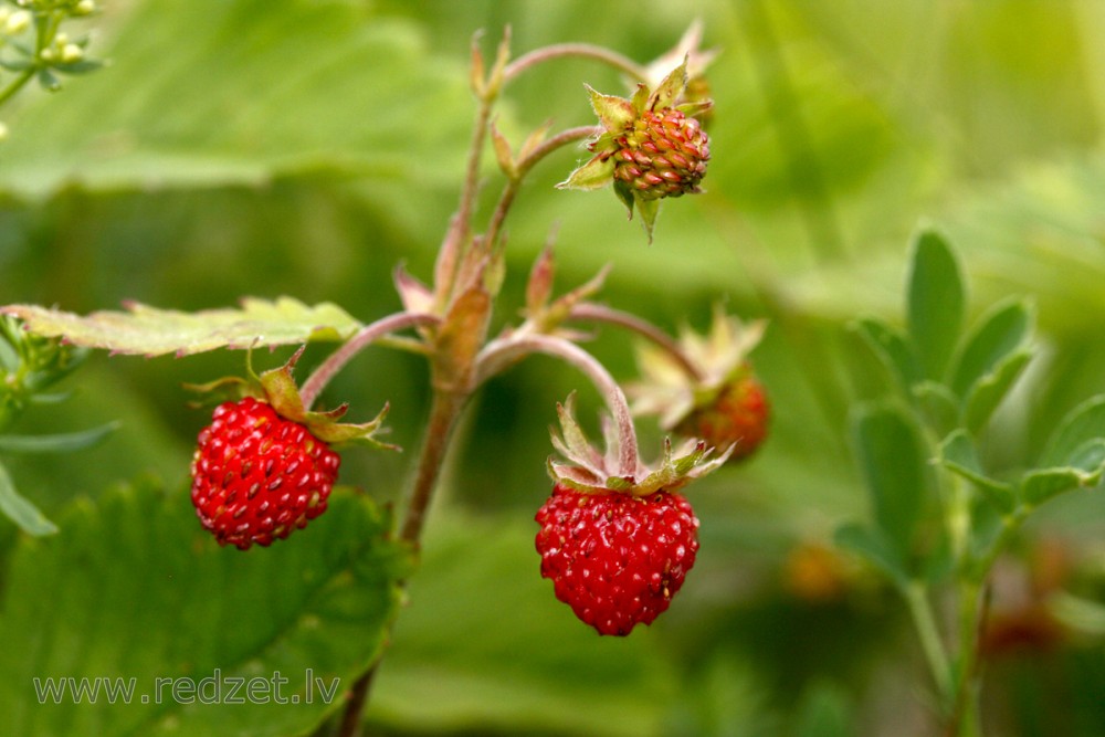 Meža zemenes - Meža zemene (Fragaria vesca) - redzet.eu