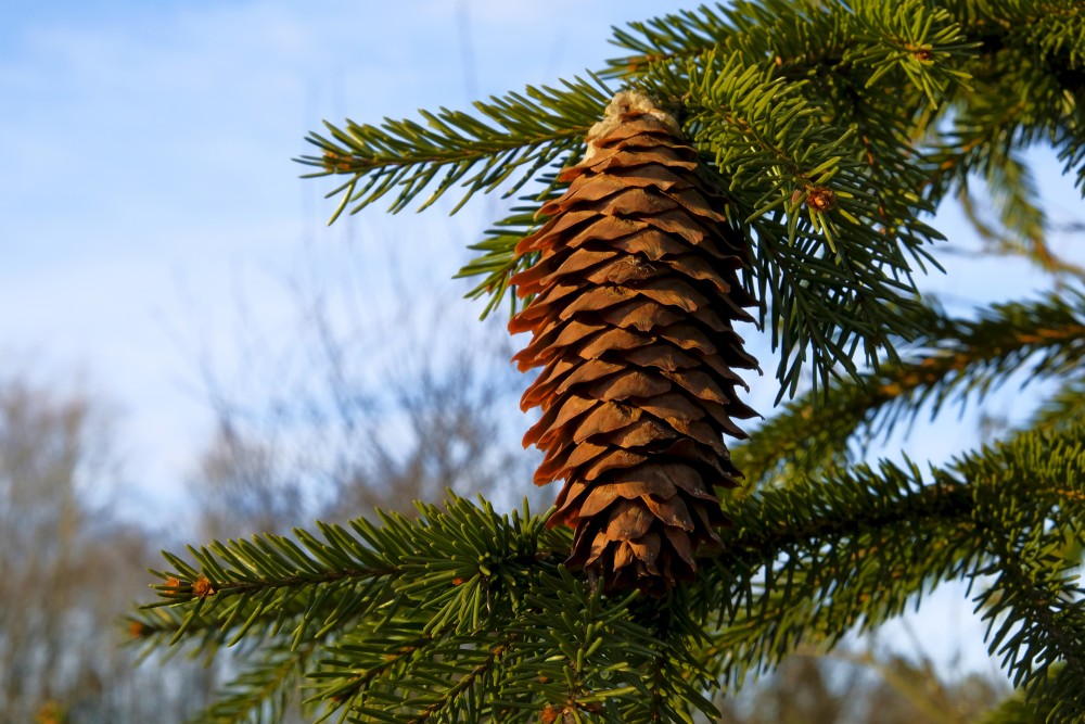 Egles čiekura tuvplāns - čiekurs - redzet.eu