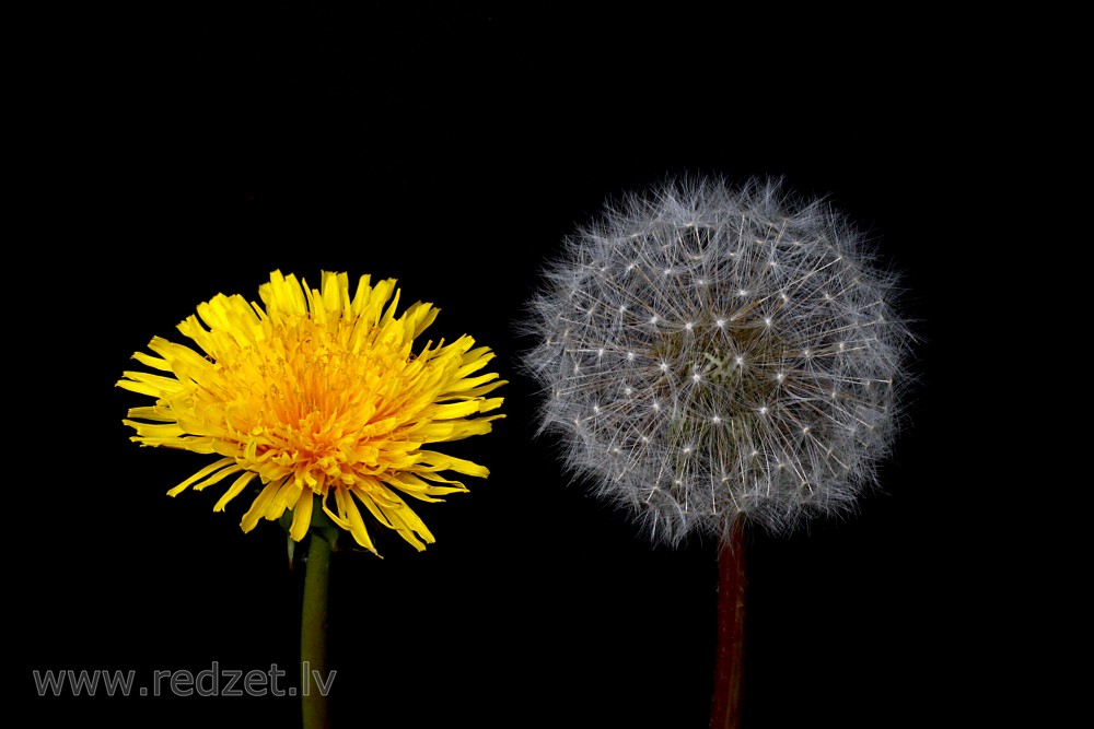 Pienenes zieds un pieneņpūka - Ziedi - redzet.eu