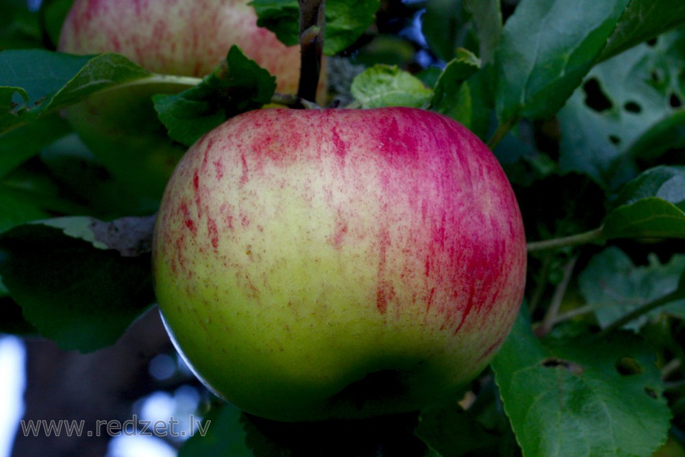 Ābols - Āboli - redzet.eu