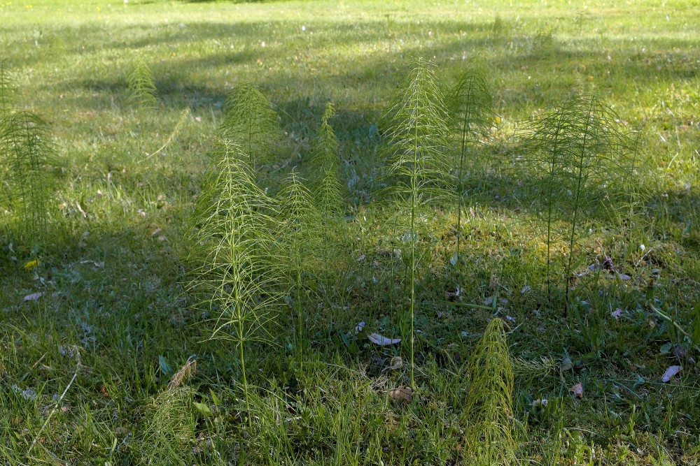 Horsetail Megaphyll