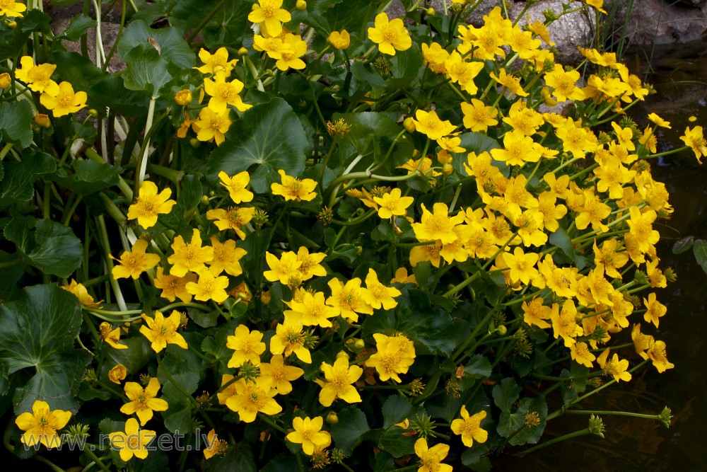Purva purenes zieds - Purva purene (caltha palustris) - redzet.eu