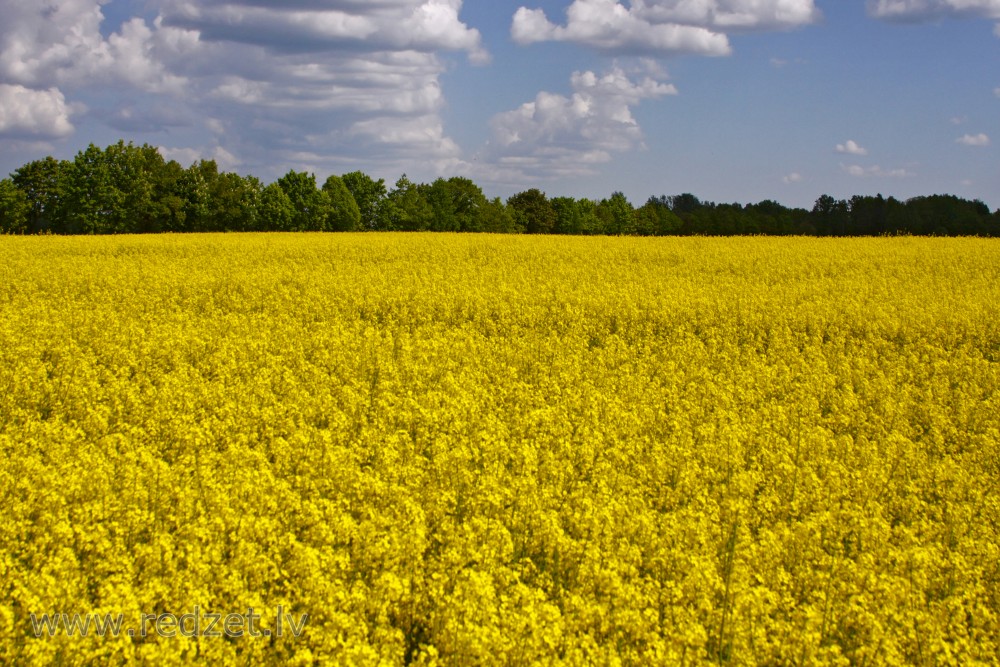 Rapša lauks - Rapsis (Brassica napus) - redzet.eu