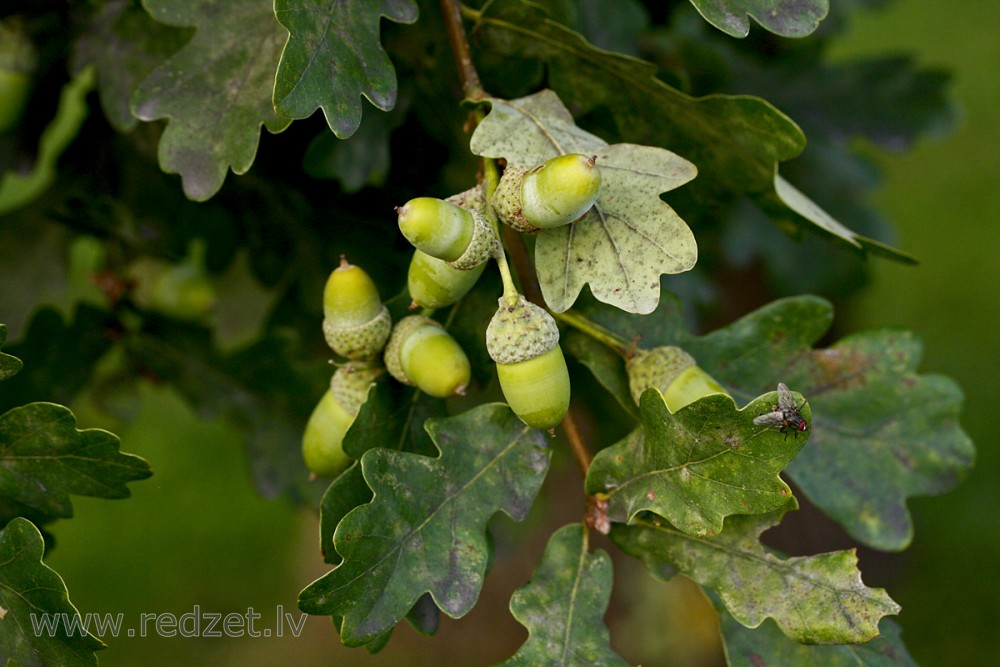 Ozolzīle - Ozolzīles - redzet.eu