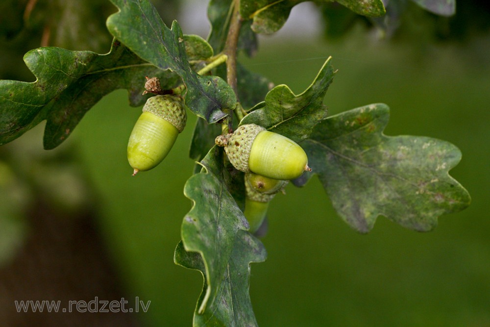 Ozolzīle - Parastais ozols (Quercus robur) - redzet.eu