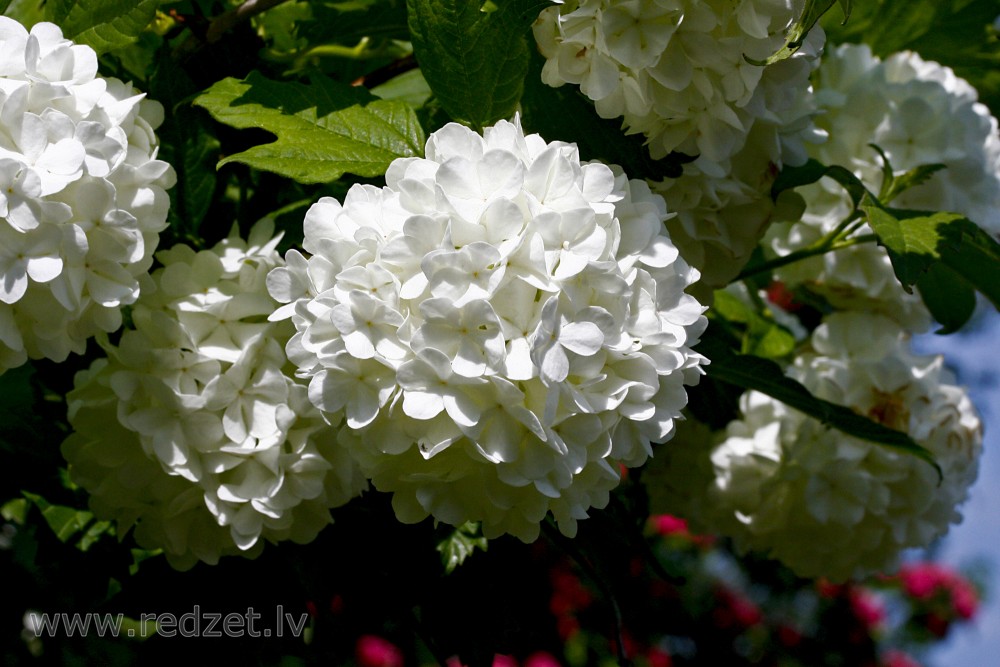 Irbenes augļi - Irbenes (Viburnum) - redzet.eu