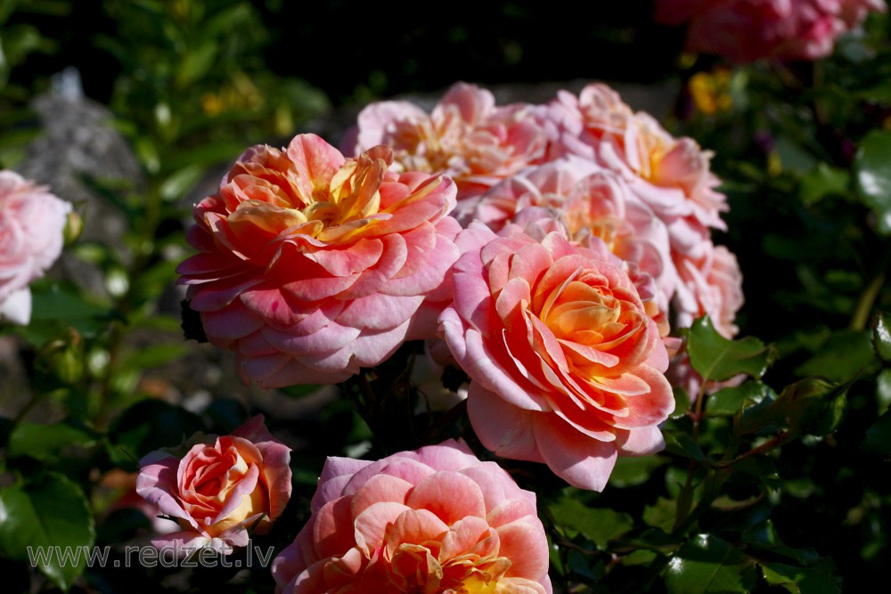 Rozes zieds - Rozes (Rosa) - redzet.eu