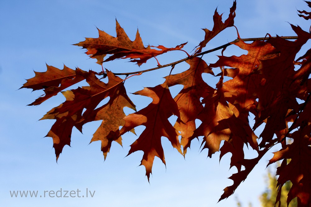 Ozola lapas - Ozoli - redzet.eu