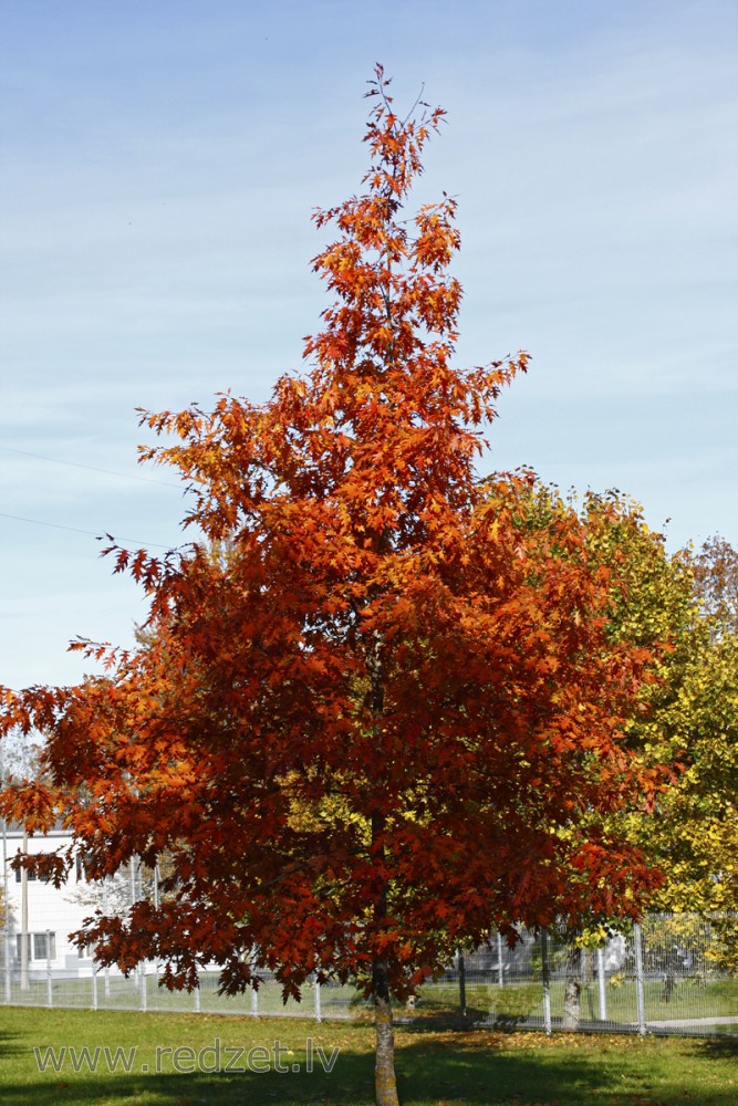 Sarkanā ozola vīrišķie ziedi un lapas pavasarī - Sarkanais ozols ...