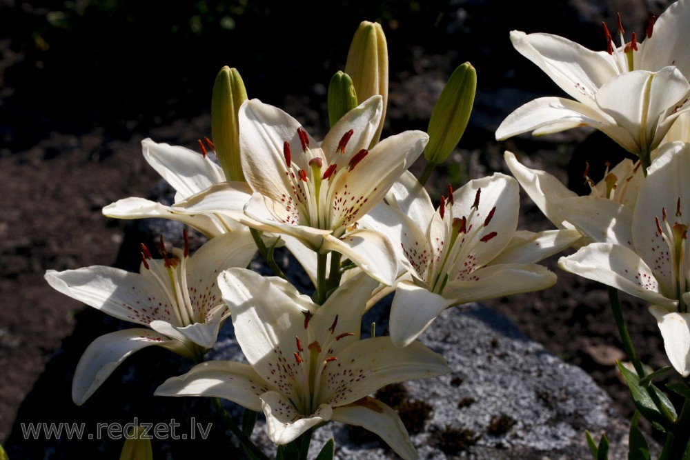 Balts lilijas zieds - Lilijas (Lilium) - redzet.eu