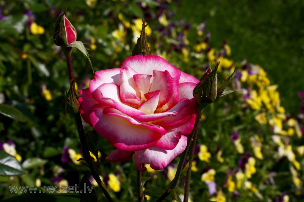 Rozes ziedi - Rozes (Rosa) - redzet.eu