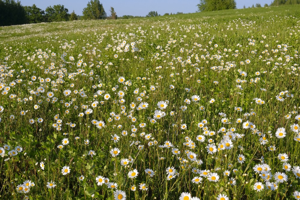 Pļava ar ziedošam Margrietiņām - Parastā pīpene (Leucanthemum vulgare ...
