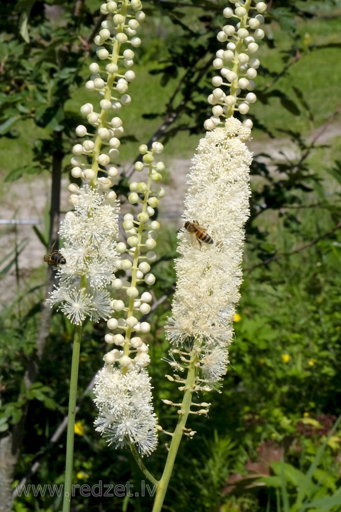 Actaea Racemosa Atropurpurea
