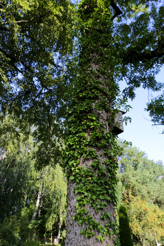 Efejas uz koka stumbra - Parastā efeja (Hedera helix) - redzet.eu