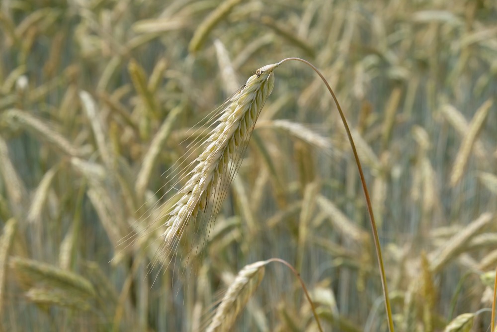 Rudzu vārpa - Rudzi - redzet.eu