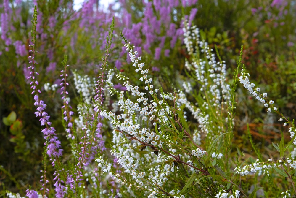 Calluna Vulgaris White