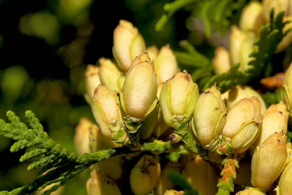 Thuja cones - (Thuja occidentalis) Northern white-cedar - redzet.eu