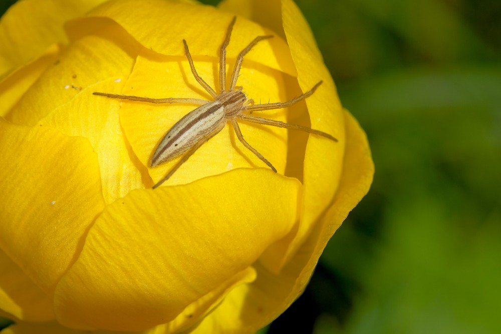 Araneae Pedicel