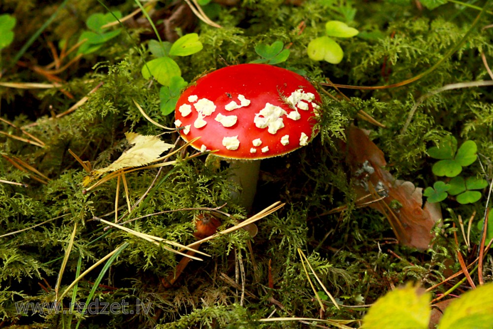 Sarkanā mušmire - Sarkanā mušmire (Amanita muscaria) - redzet.eu