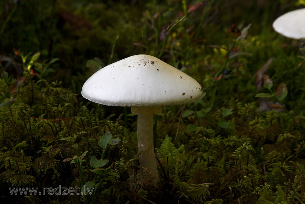 Baltās mušmires un mellenes - Baltā mušmire (Amanita virosa) - redzet.eu